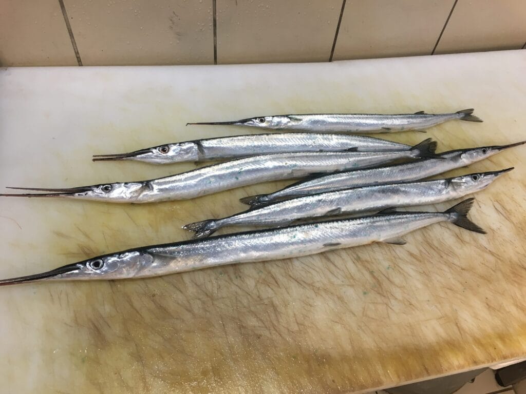 Zargana Balığı Faydaları Ve Özelliği - Fisherselim Sargan balığı faydaları